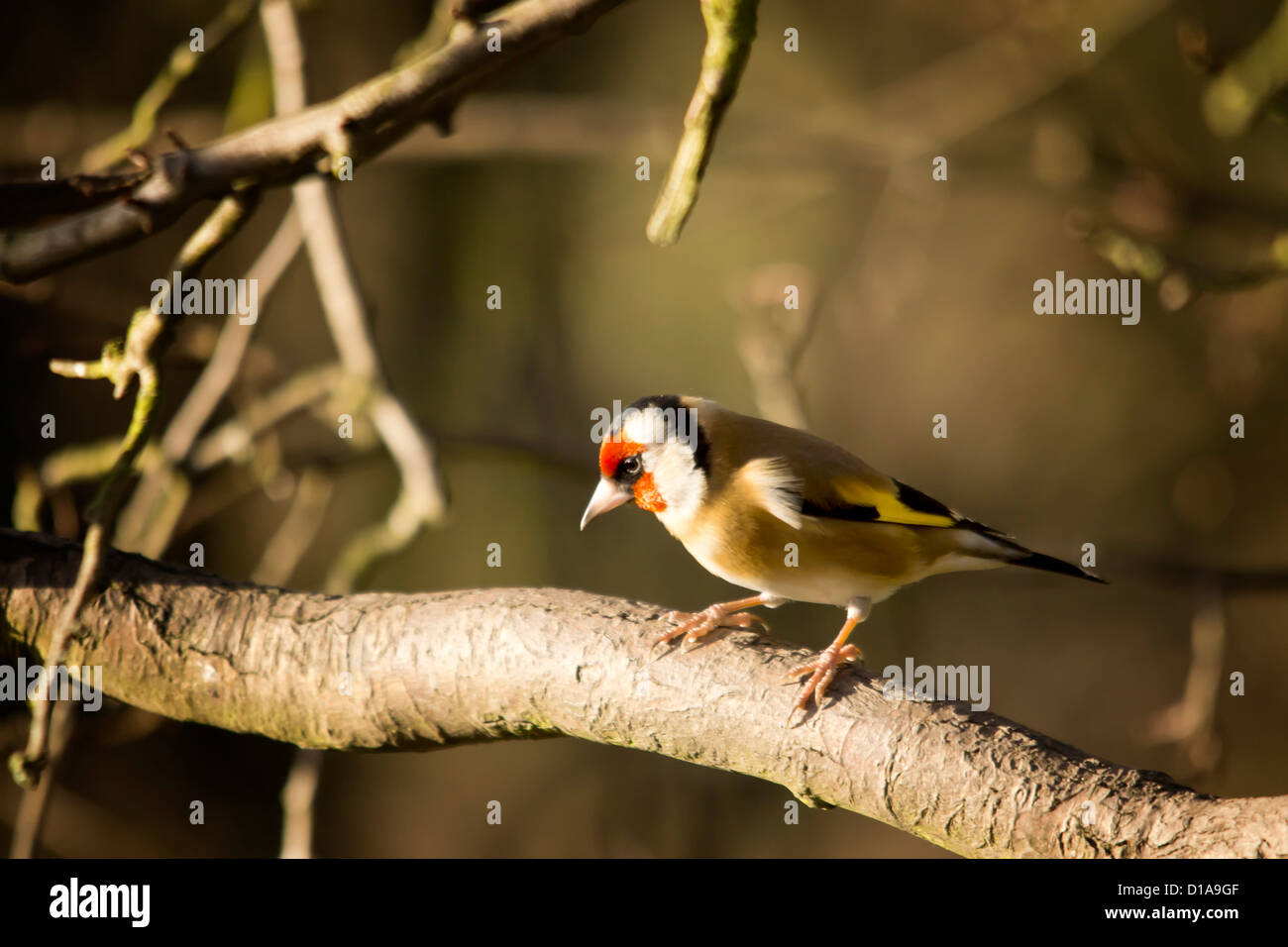 Bird side pose hi-res stock photography and images - Alamy