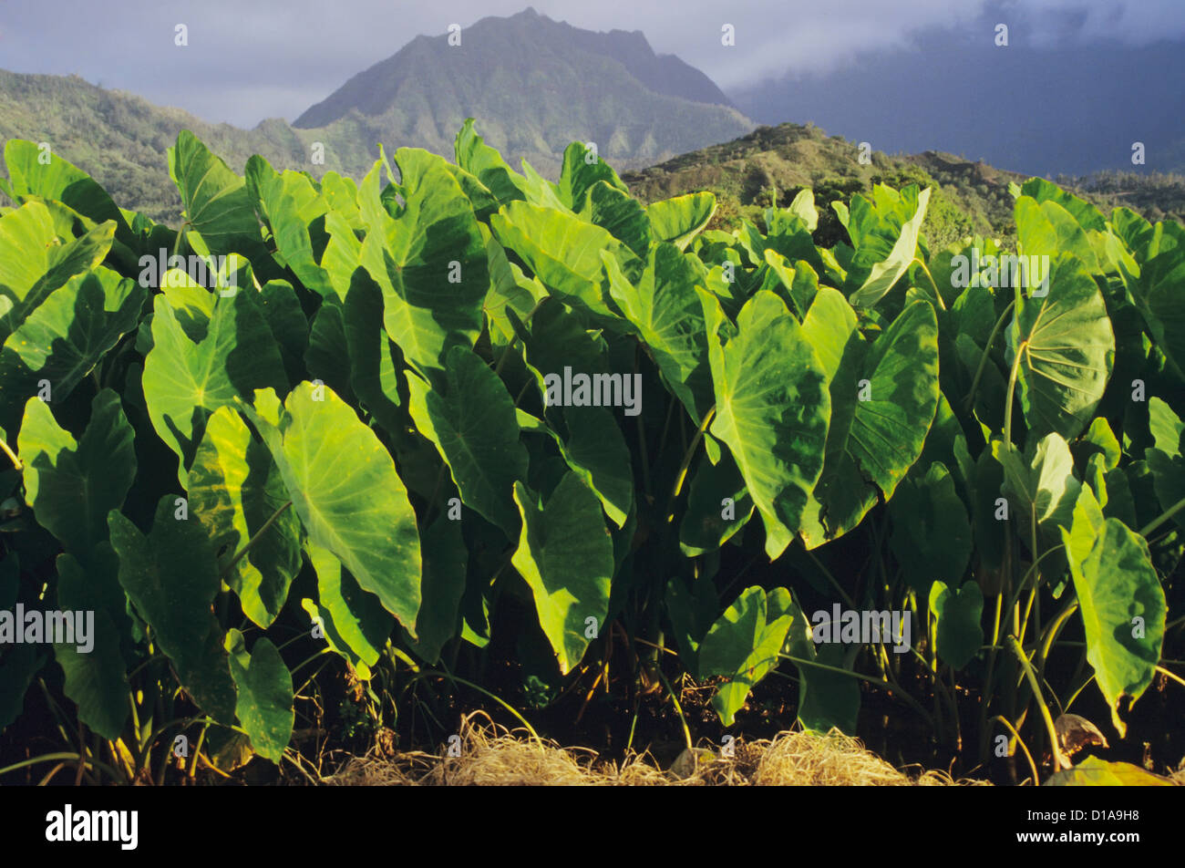 Hawaii, Kauai, Hanalei, Taro Plants In The Valley Stock Photo - Alamy