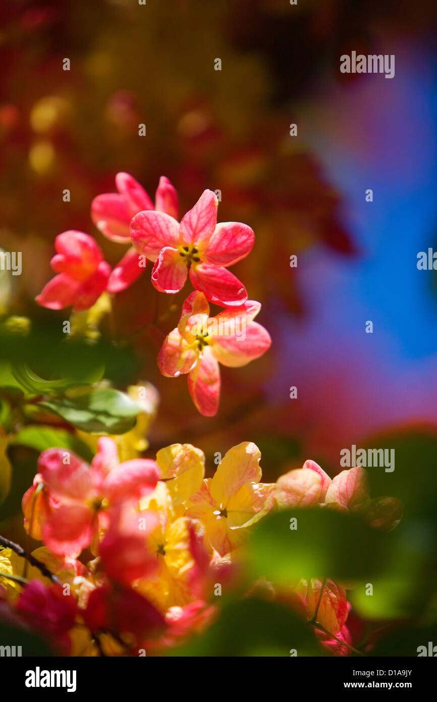 Hawaii, Maui, Close-Up Of Blossoms Of A Shower Tree Stock Photo - Alamy