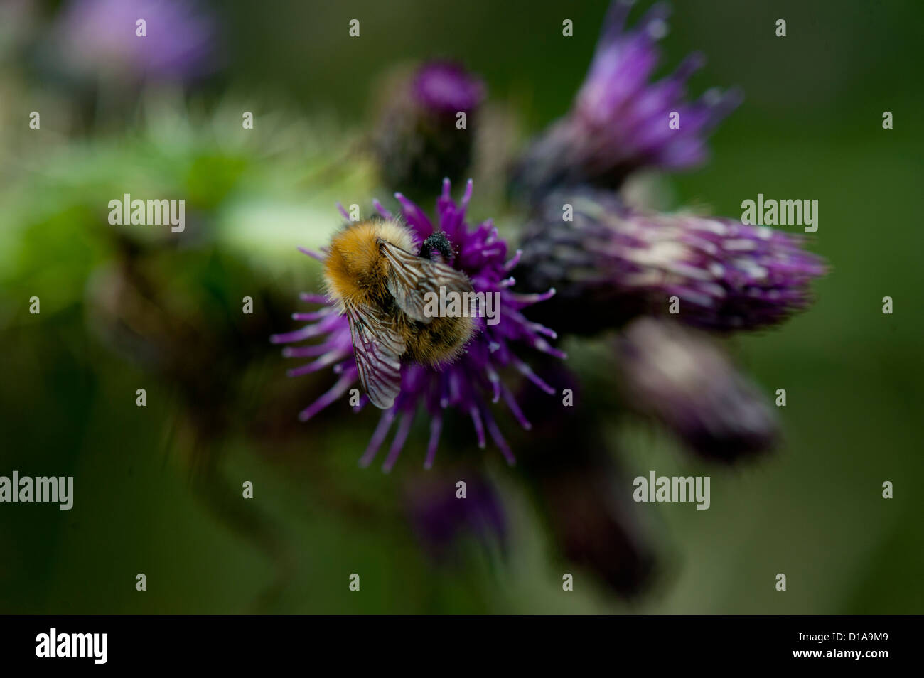 Bee and purple flower hi-res stock photography and images - Alamy