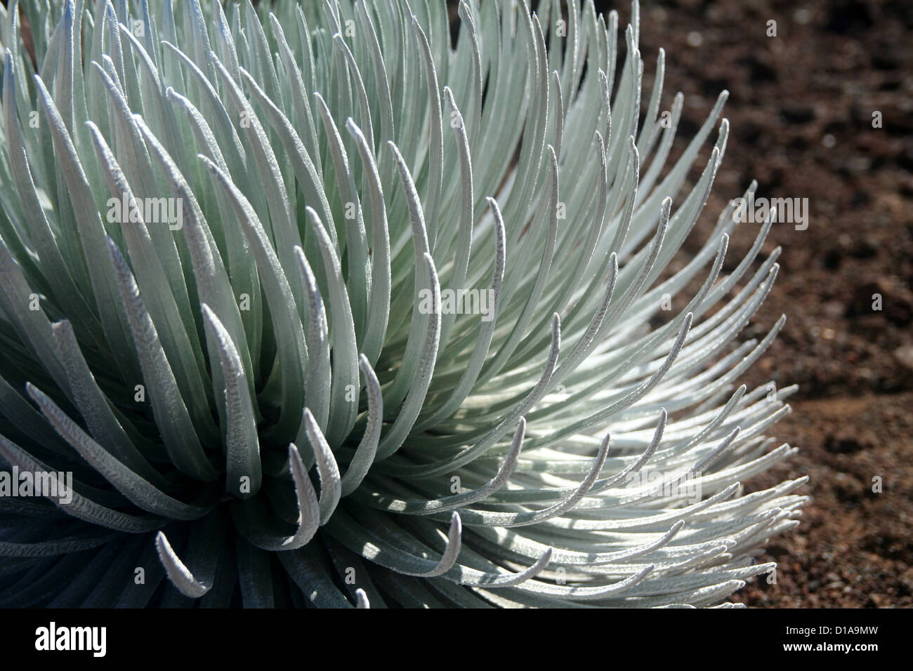 Silversword plant, Haleakala, Maui, Hawaii Stock Photo - Alamy