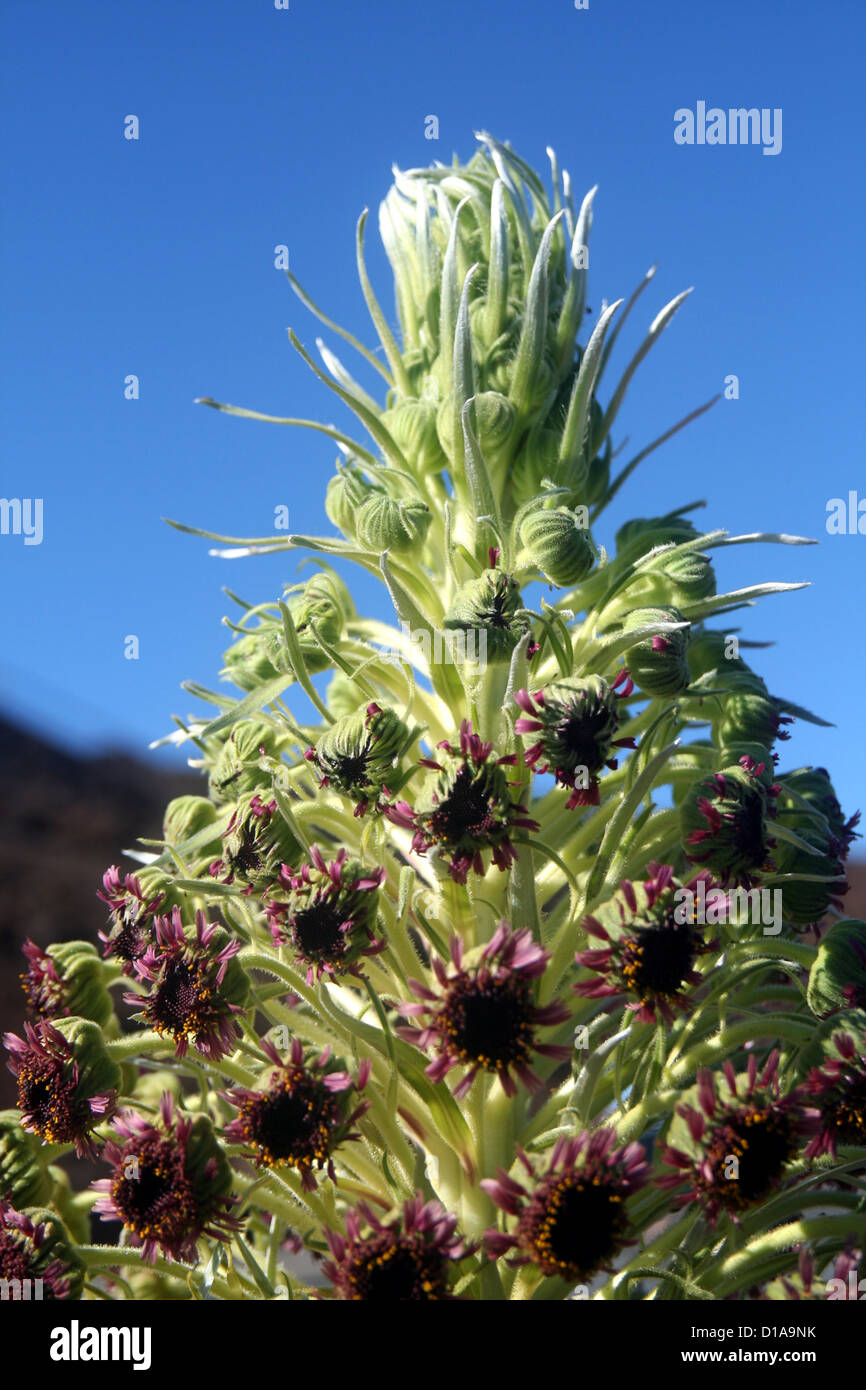 Bloom stalk of the Silver Sword plant, Haleakala, Maui, Hawaii Stock ...