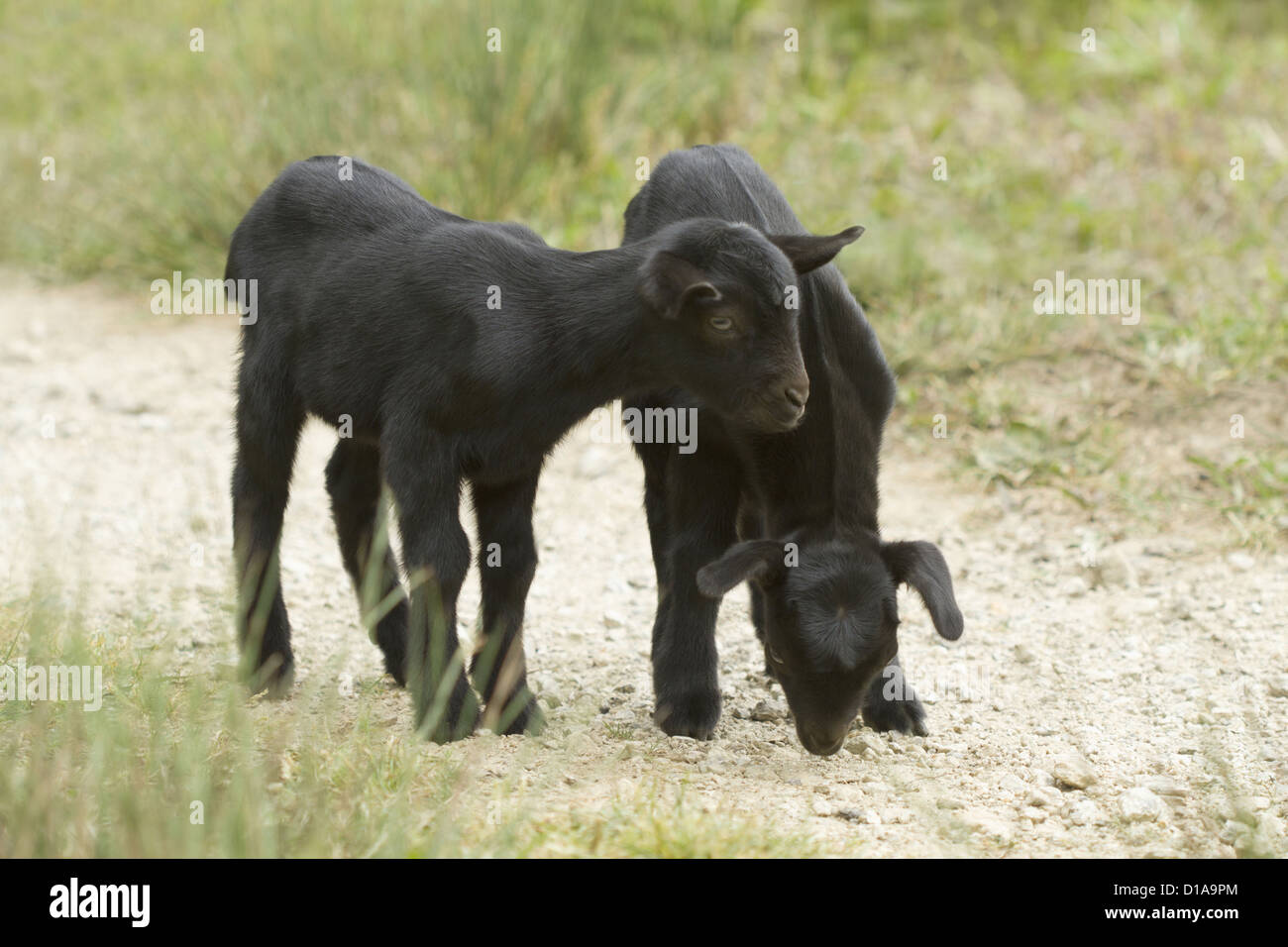 Young animal goat kid female hi-res stock photography and images - Alamy