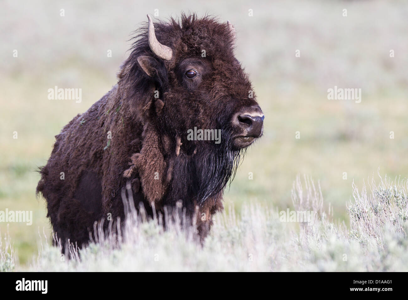 American Plains Bison, Bison bison, Bison, Yellowstone Nationalpark ...