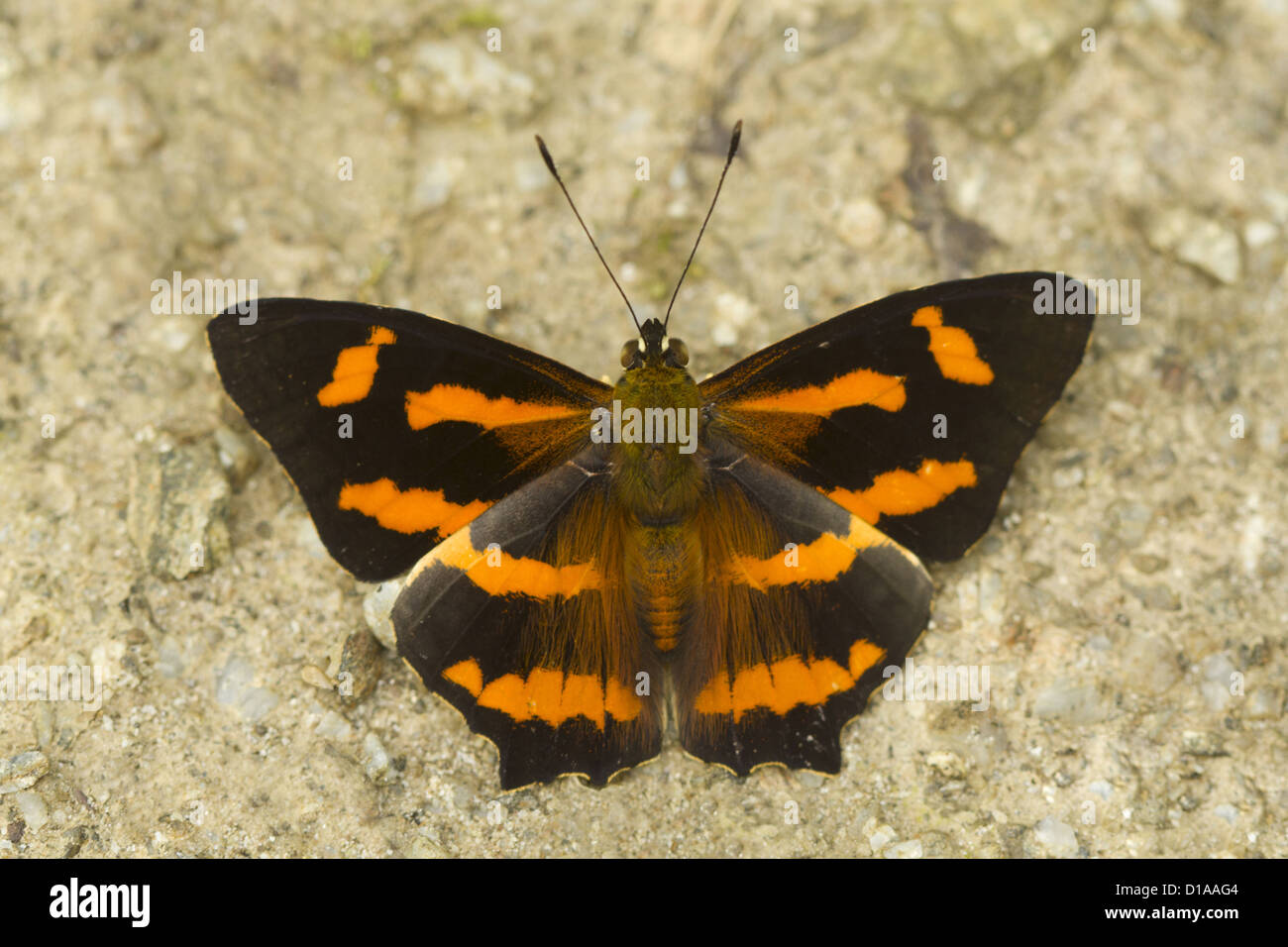 Himalayan butterfly hi-res stock photography and images - Alamy