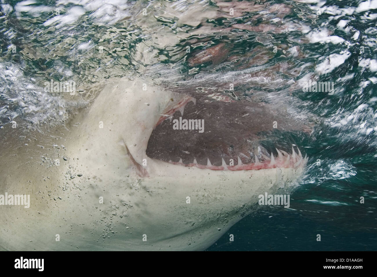 Shark lip hi-res stock photography and images - Alamy