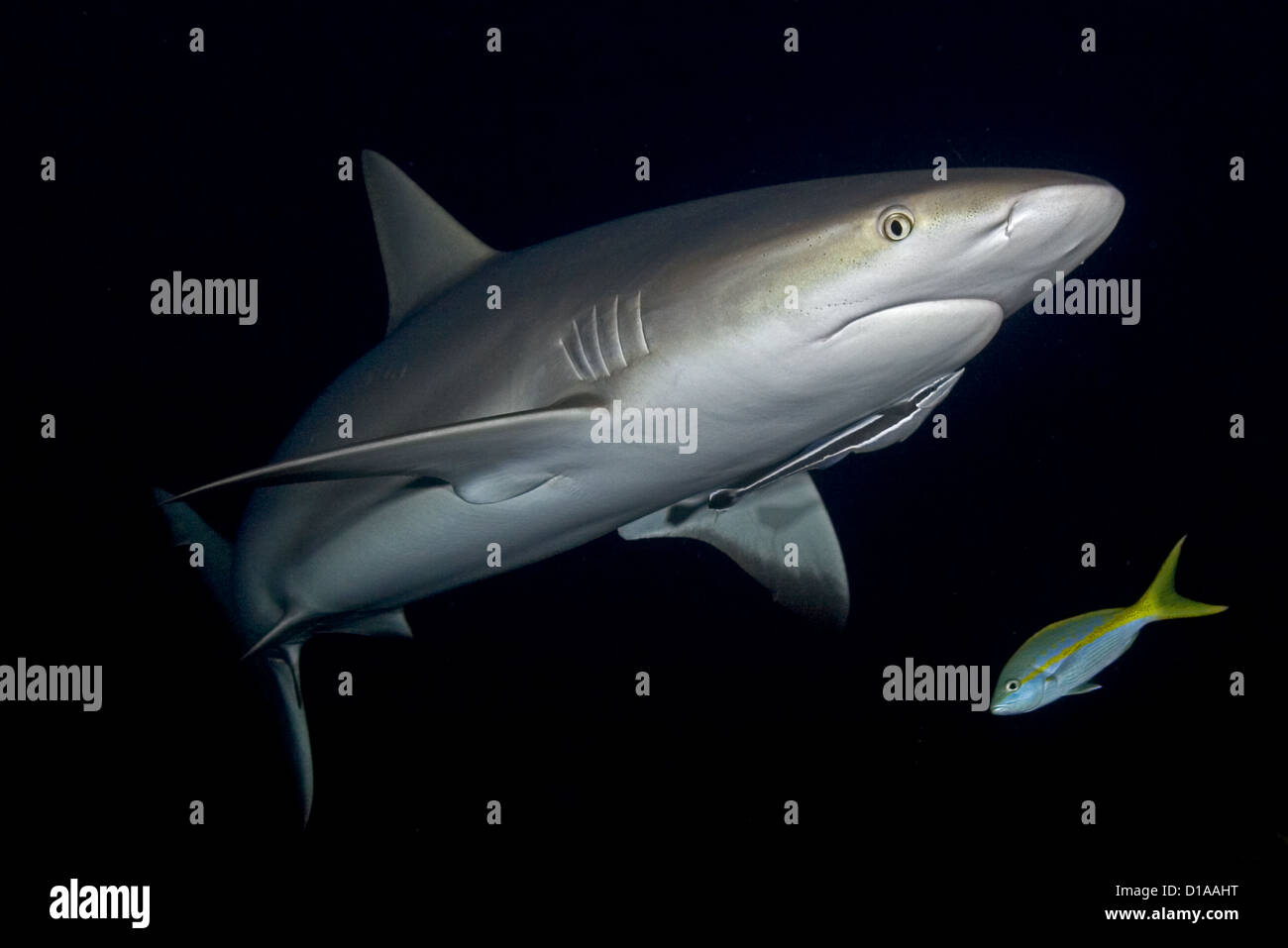 Caribbean, Bahamas, Little Bahama Bank, Lemon Shark (Negaprion ...
