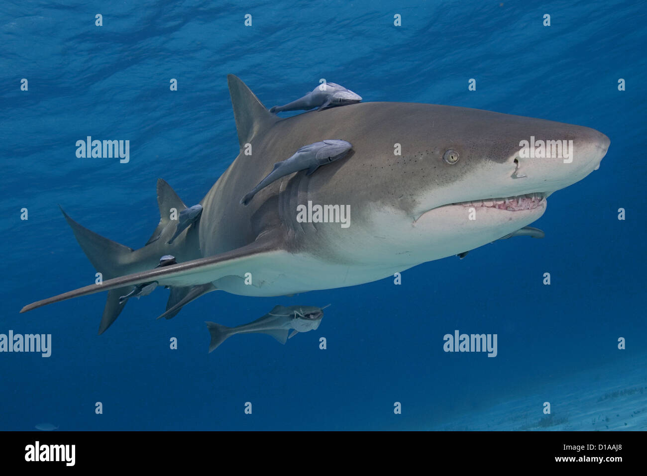 Negaprion brevirostris art hi-res stock photography and images - Alamy