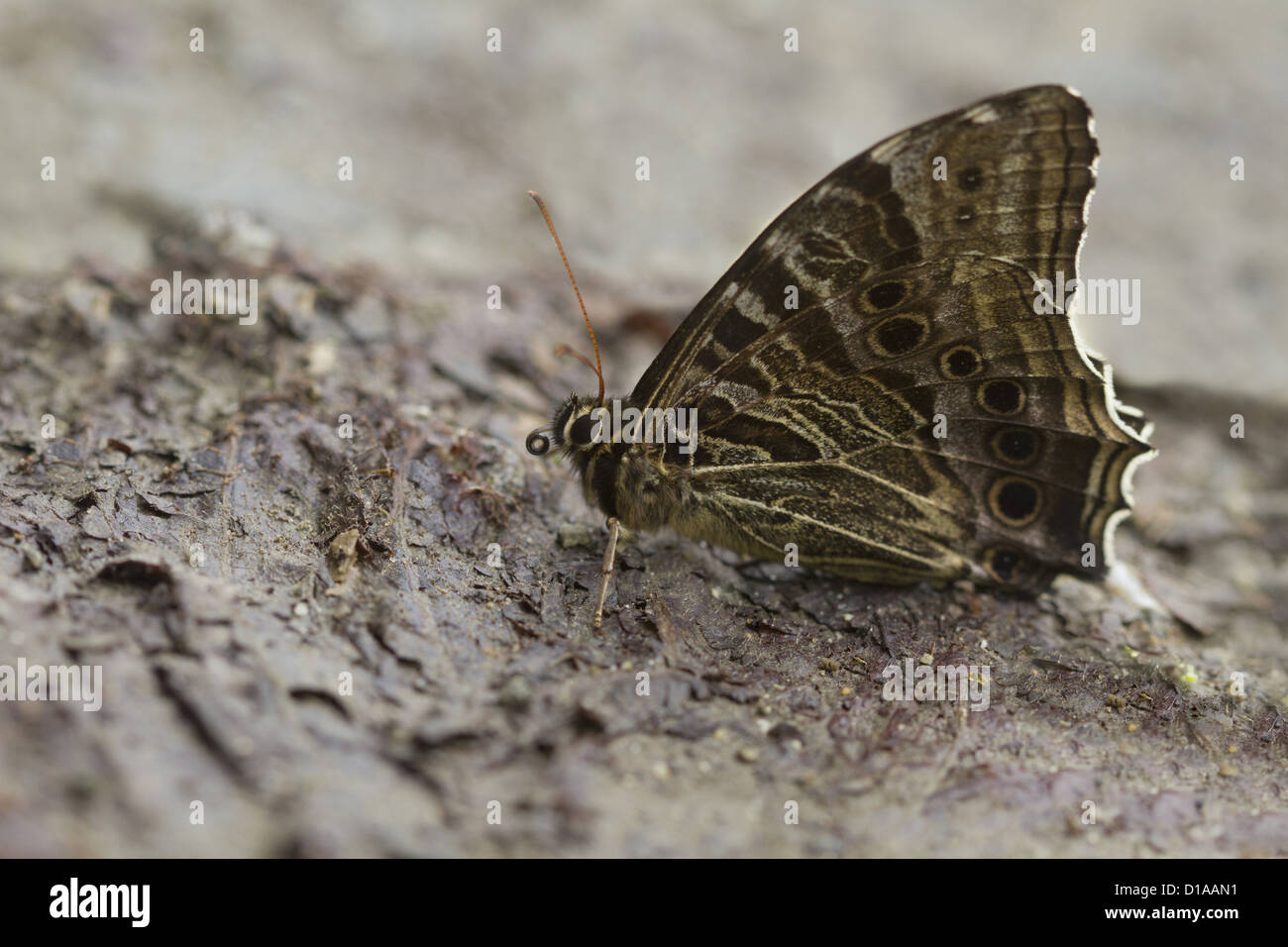 BHUTANESE DUSKY LABYRINTH, Neope yama yama Stock Photo - Alamy