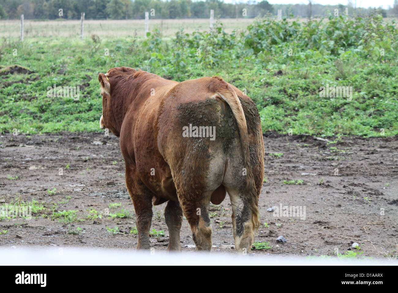 Young brown bull in a transfer-holding area waiting to be shipped out ...