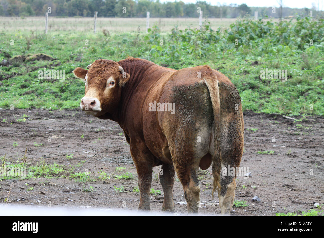 Young brown bull in a transfer-holding area waiting to be shipped out ...