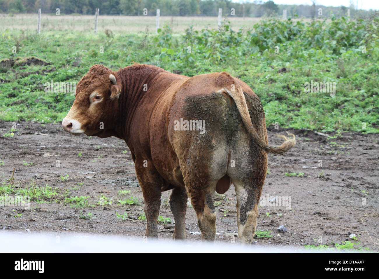 Young brown bull in a transfer-holding area waiting to be shipped out ...
