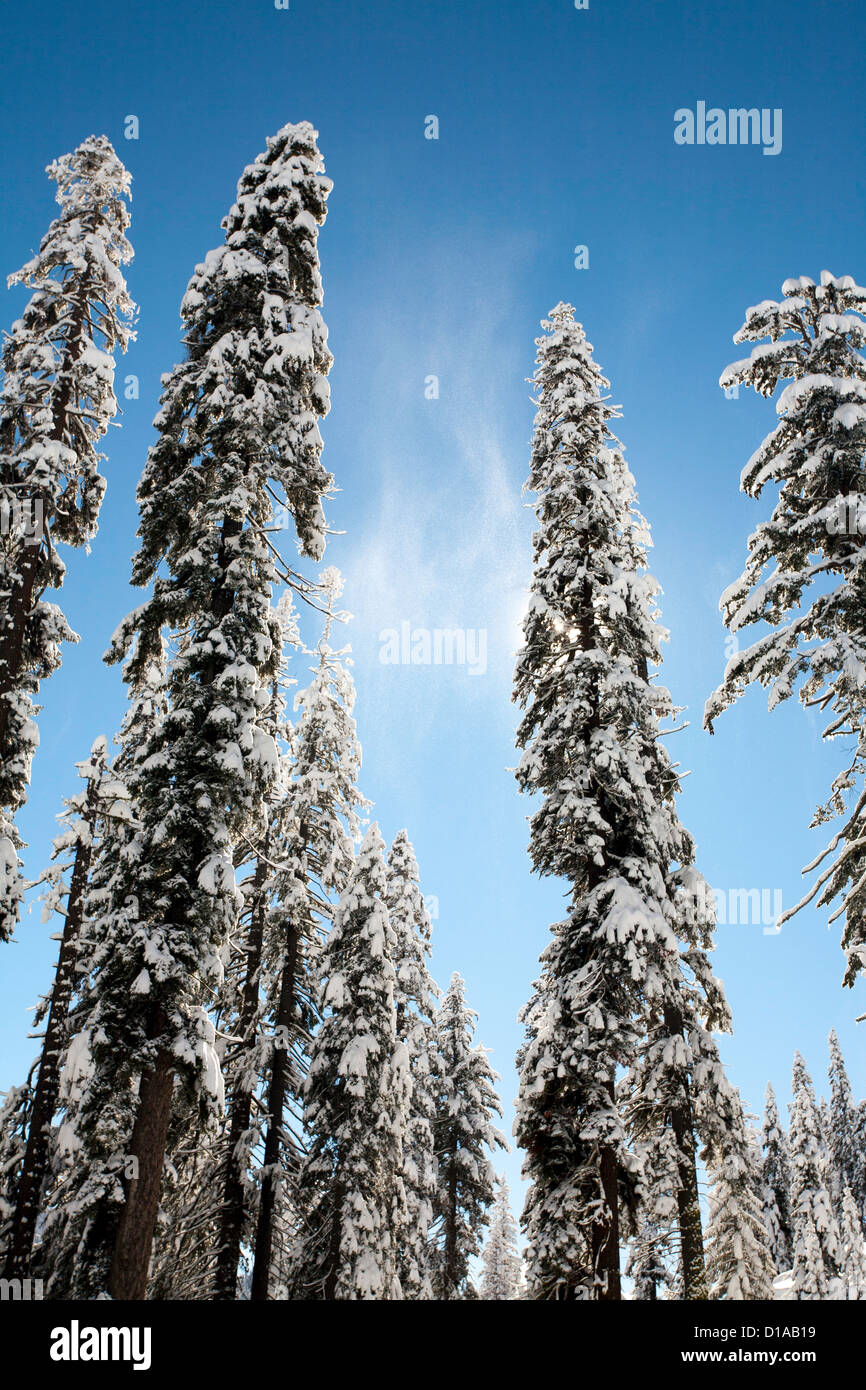 The tops of pine trees covered in snow Stock Photo - Alamy