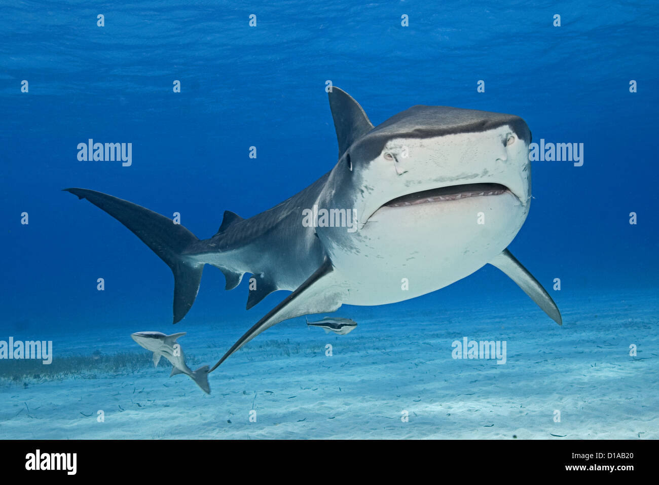 14 foot tiger shark hi-res stock photography and images - Alamy