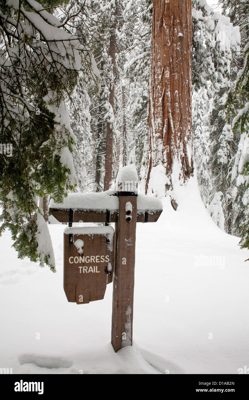 Congress trail sequoia national park hi-res stock photography and ...