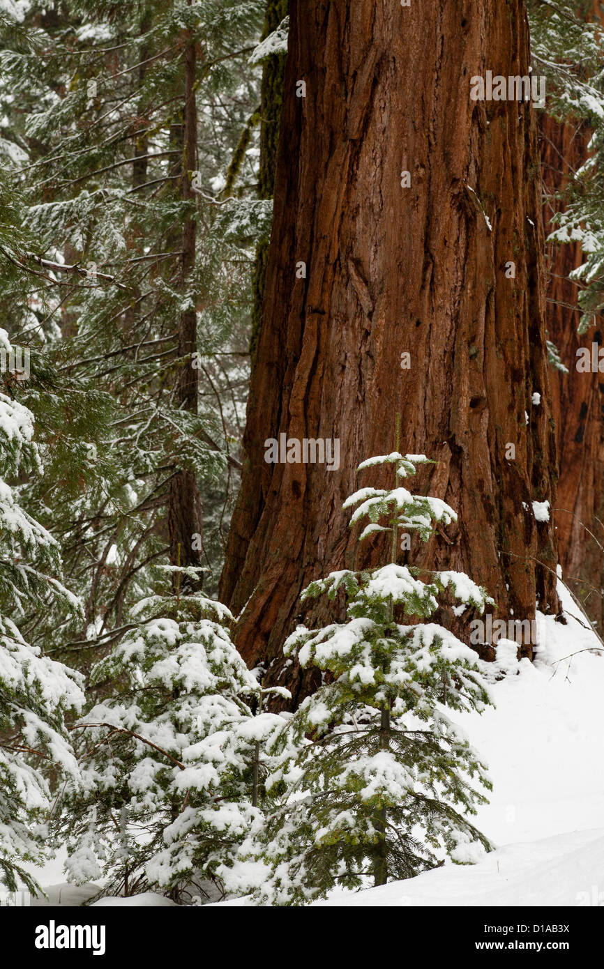 Giant Sequoia in snow Stock Photo - Alamy