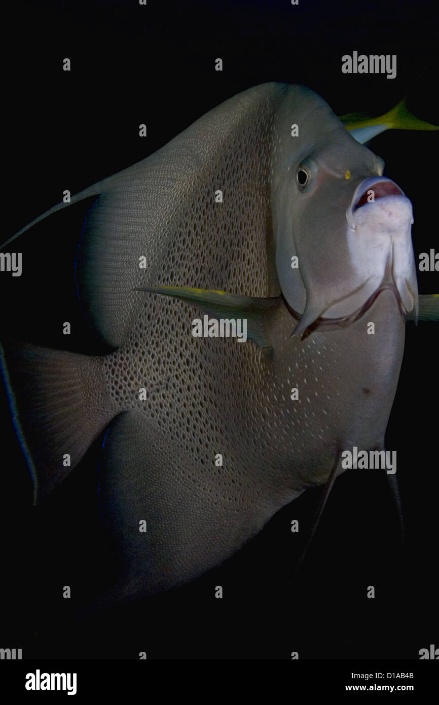 Caribbean angelfish closeup hi-res stock photography and images - Alamy
