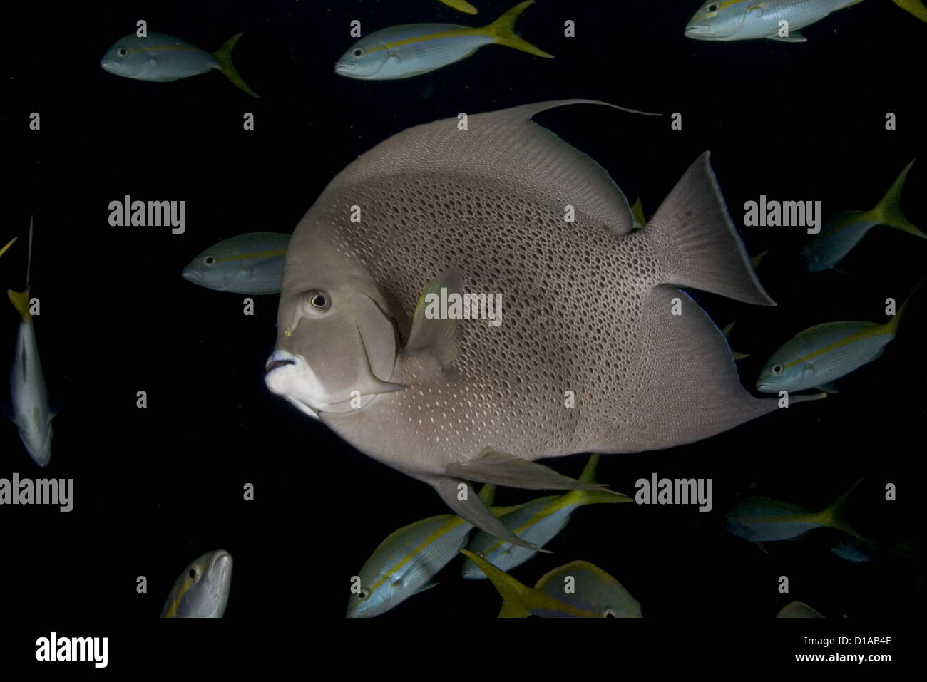 Caribbean, Bahamas, Little Bahama Bank, French Angelfish (Pomacanthus ...