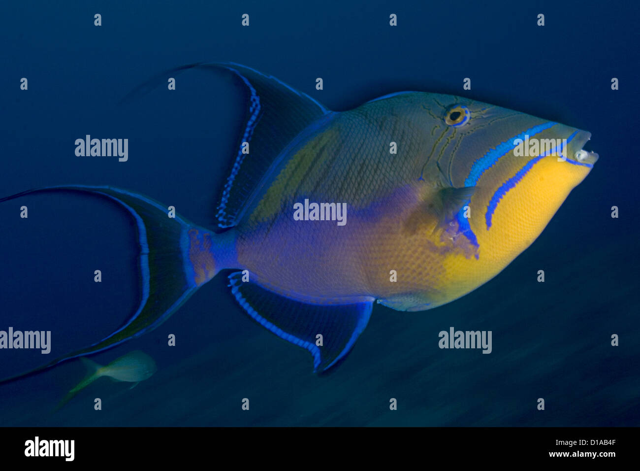 Caribbean, Bahamas, Queen Triggerfish (Balistes Vetula) In Blue Ocean ...