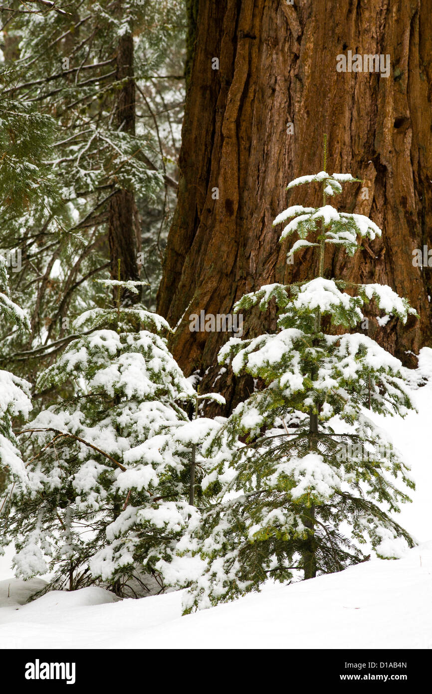 Small pine tree in front of giant sequoia Stock Photo - Alamy