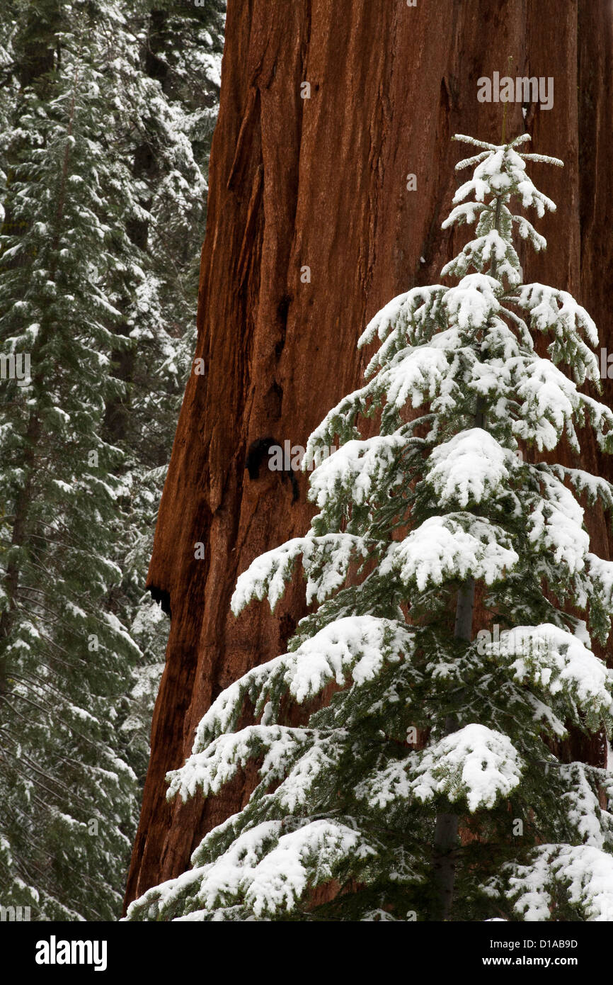 Small tree covered in snow in front of a giant sequoia Stock Photo - Alamy