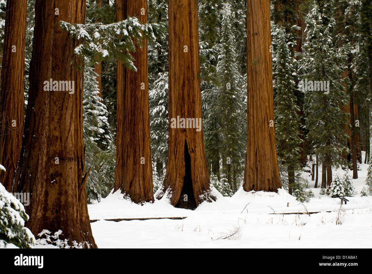 A stand of giant sequoias in Sequoia National Park Stock Photo - Alamy