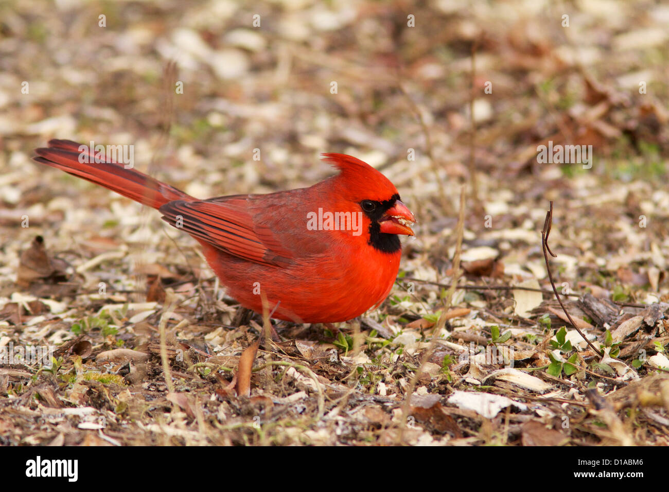 Male Northern cardinal (Cardinalis cardinalis) foraging for seeds ...