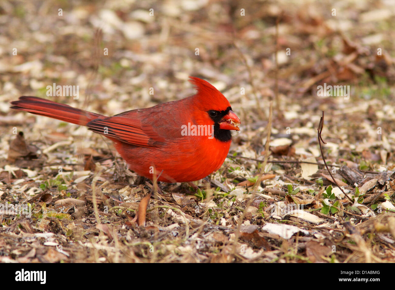 Male Northern cardinal (Cardinalis cardinalis) foraging for seeds ...