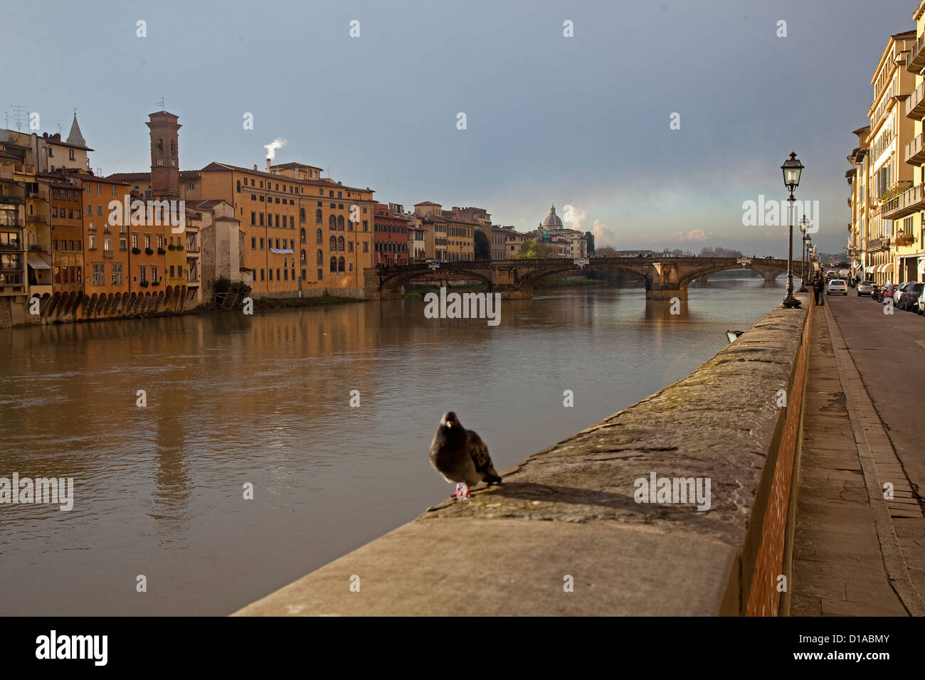 Florence bird hi-res stock photography and images - Alamy