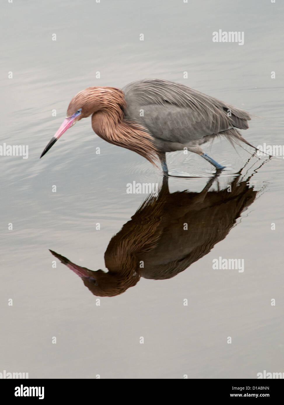 Reddish Egret (Egretta rufescens Stock Photo - Alamy