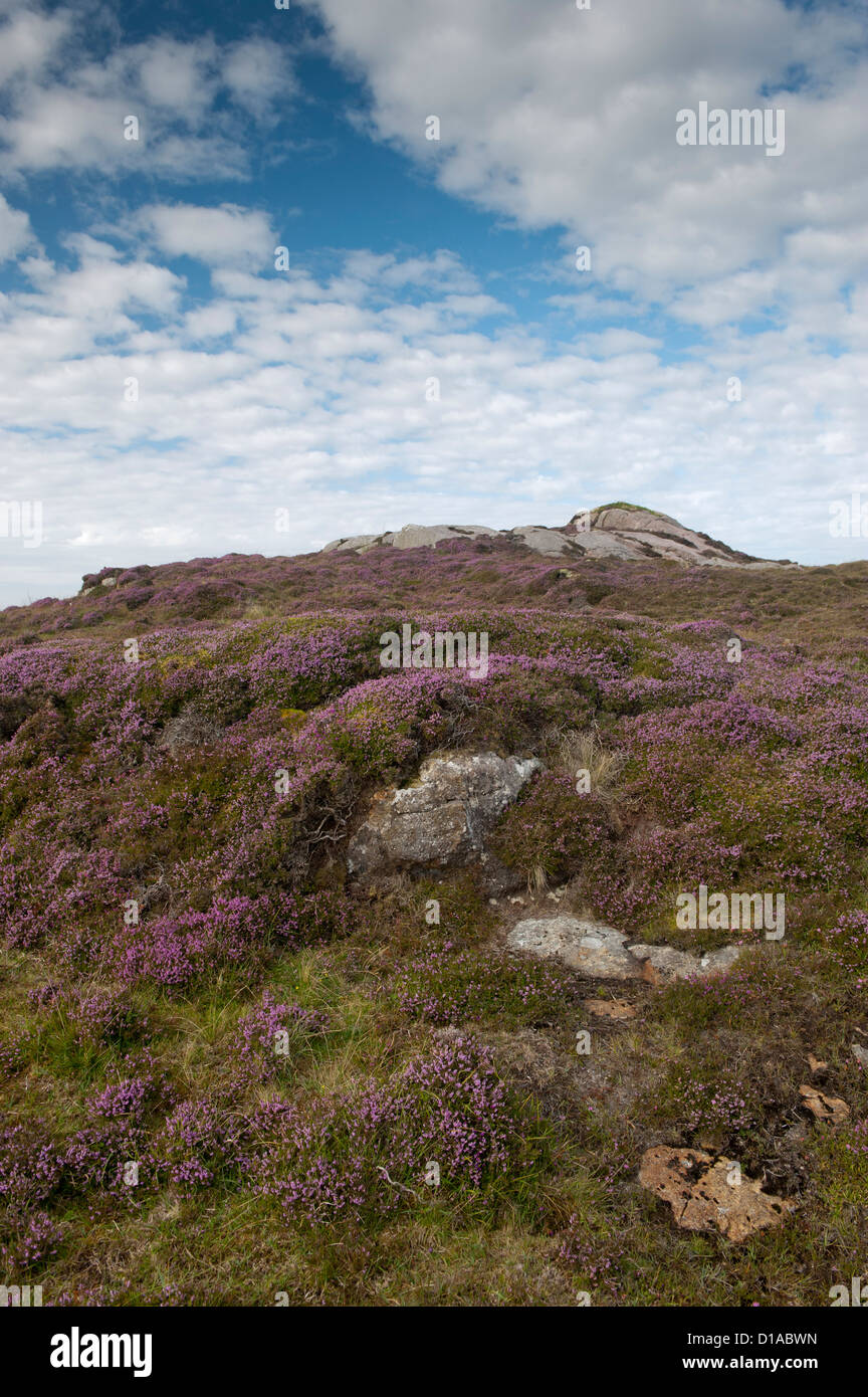 Heather wild flower hi-res stock photography and images - Alamy