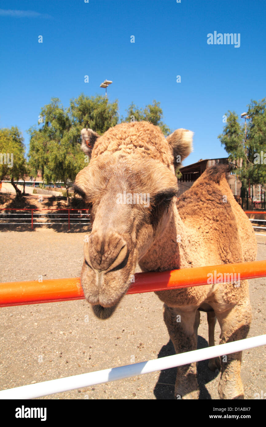camel in Lanzarote island Stock Photo - Alamy