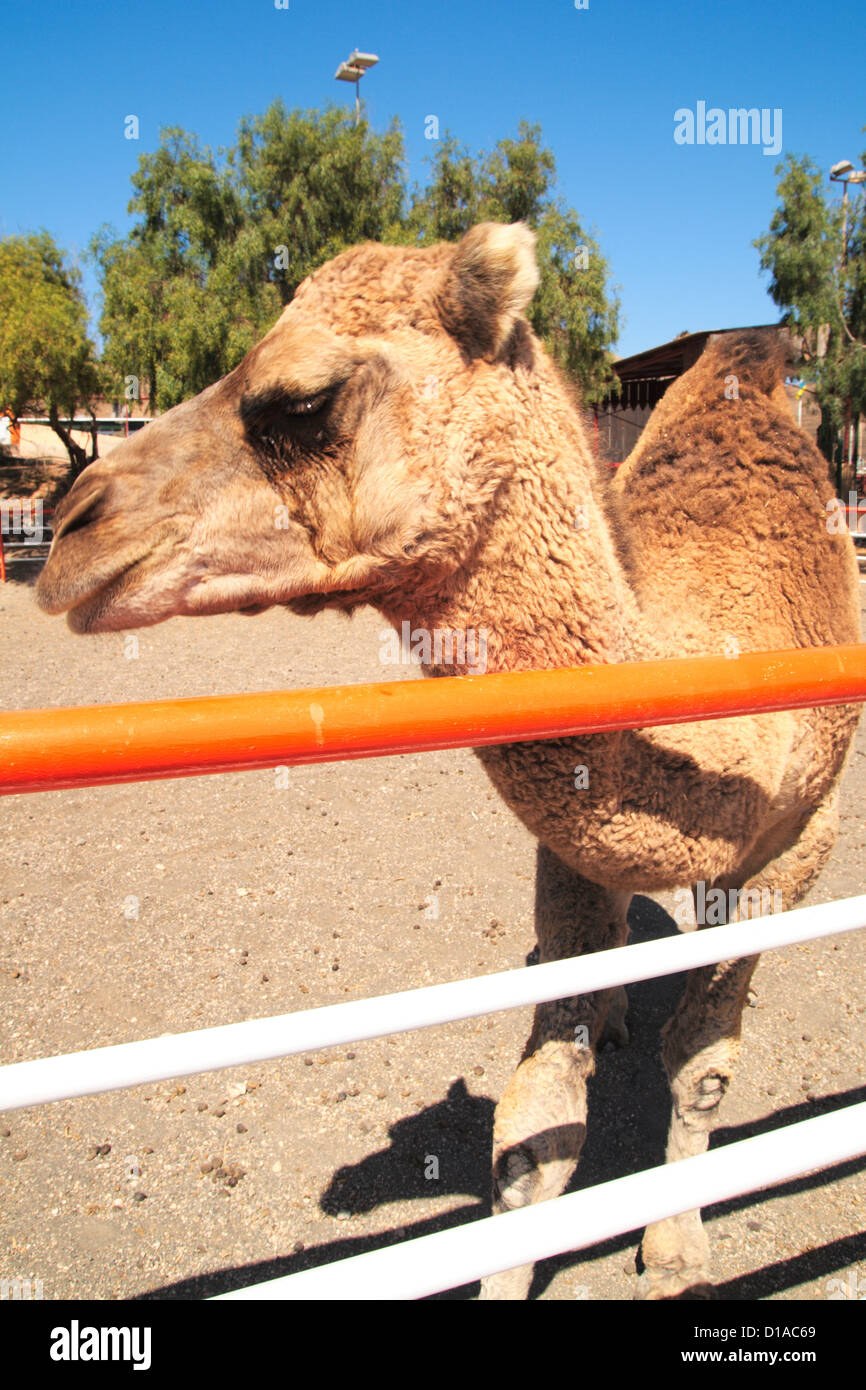 camel in Lanzarote island Stock Photo - Alamy