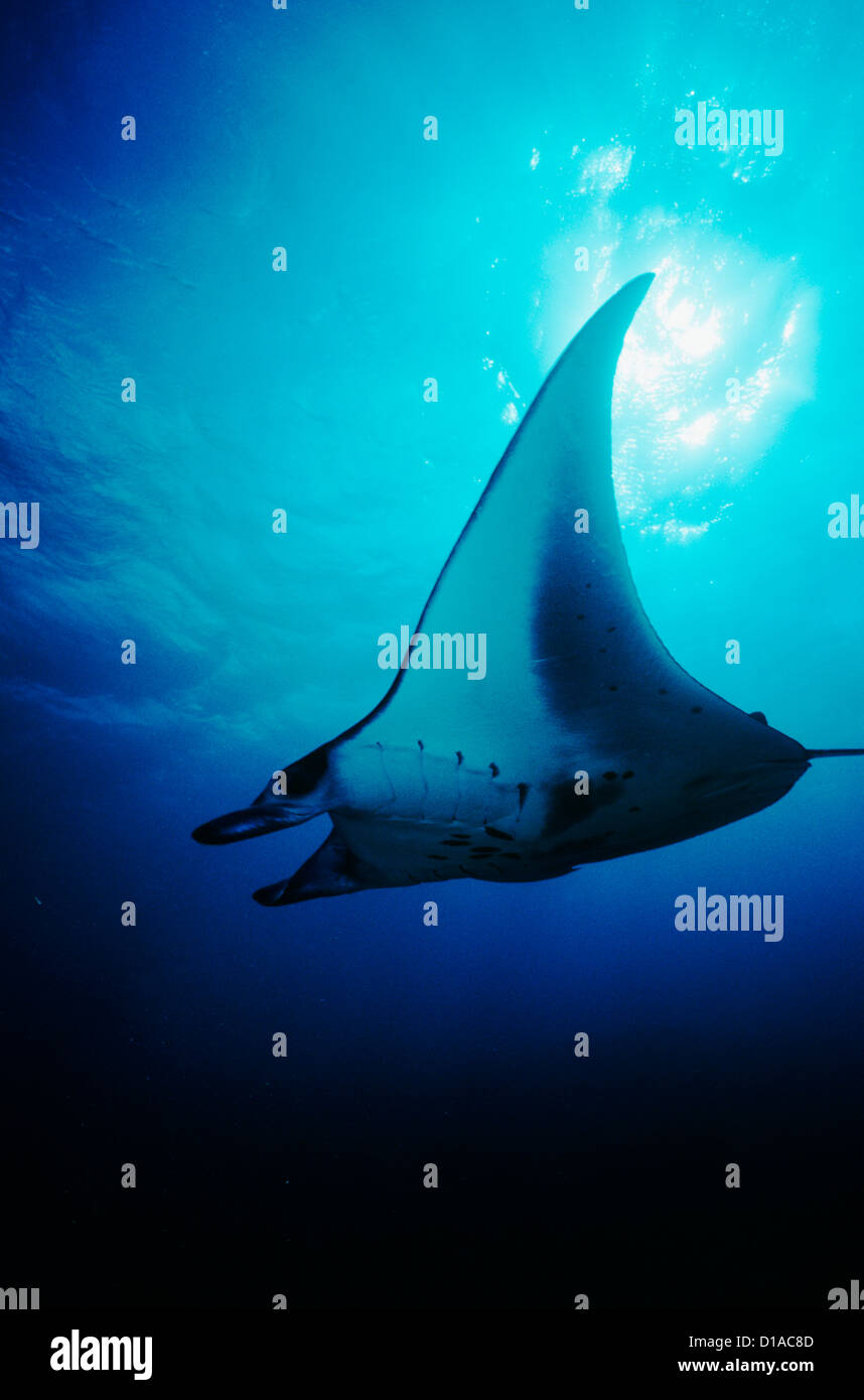 Micronesia, Yap, Manta Ray Gliding Through Clear Ocean Water Near ...