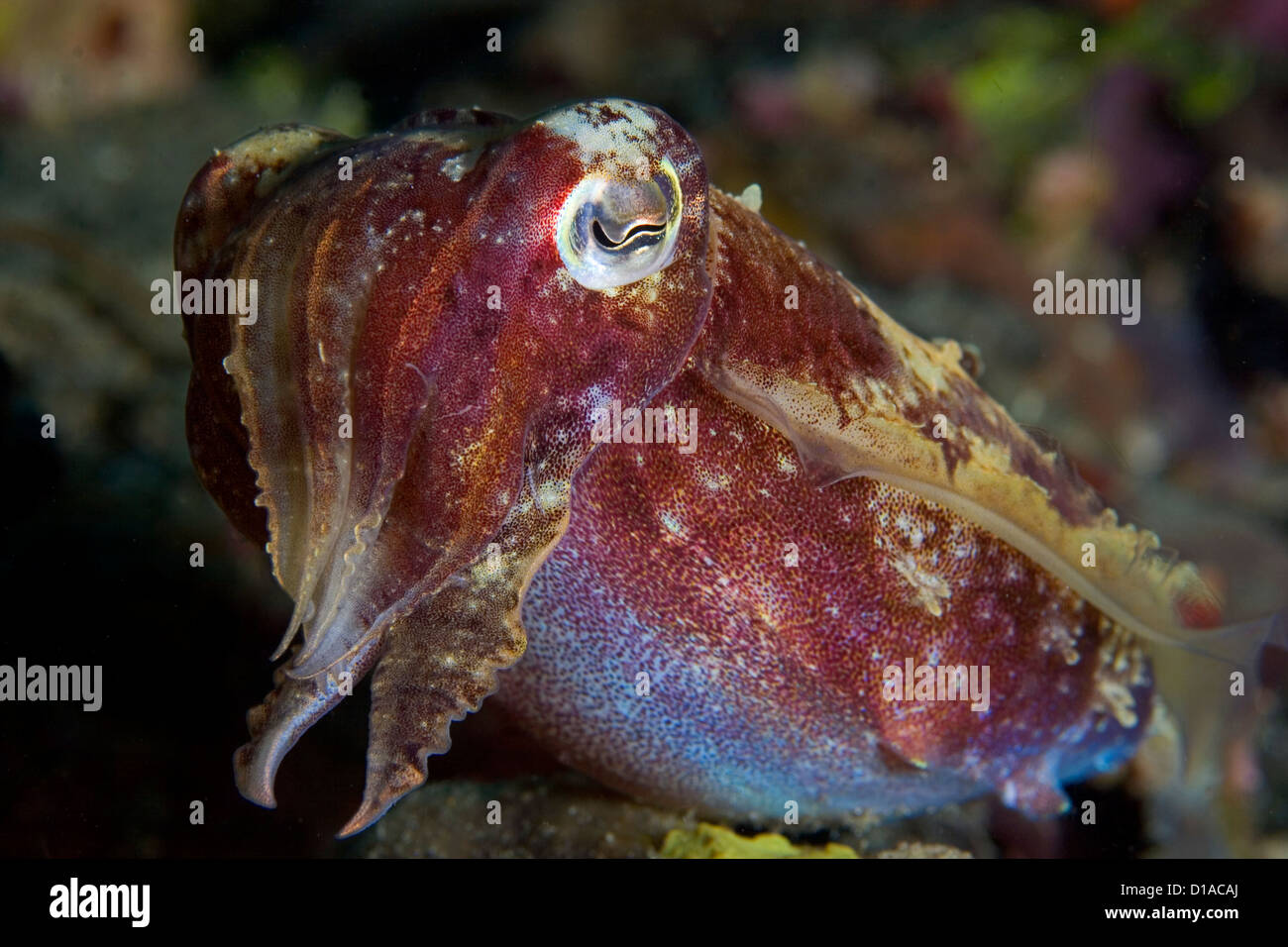Cuttlefish close up texture hi-res stock photography and images - Alamy