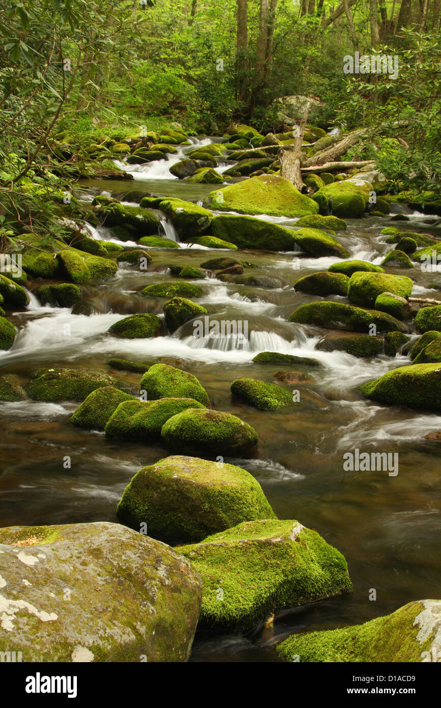 Mountain fork moss hi-res stock photography and images - Alamy