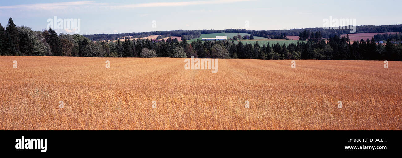 Oat Grain Field at Lower Newton, PEI, Prince Edward Island, Canada ...