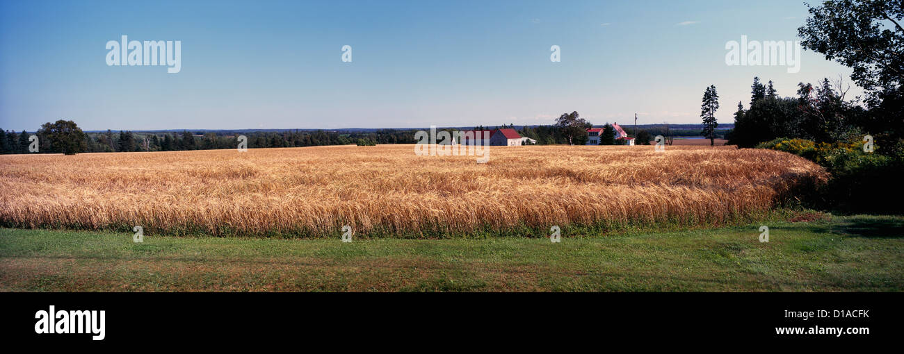 Barley Grain Field near Mount Buchanan, PEI, Prince Edward Island ...