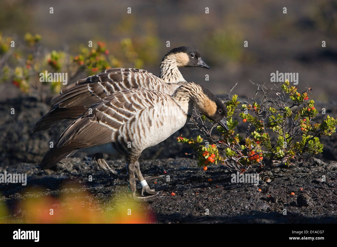 Hawaii, Big Island, Hawaii Volcanoes National Park, Two Nene Geese ...