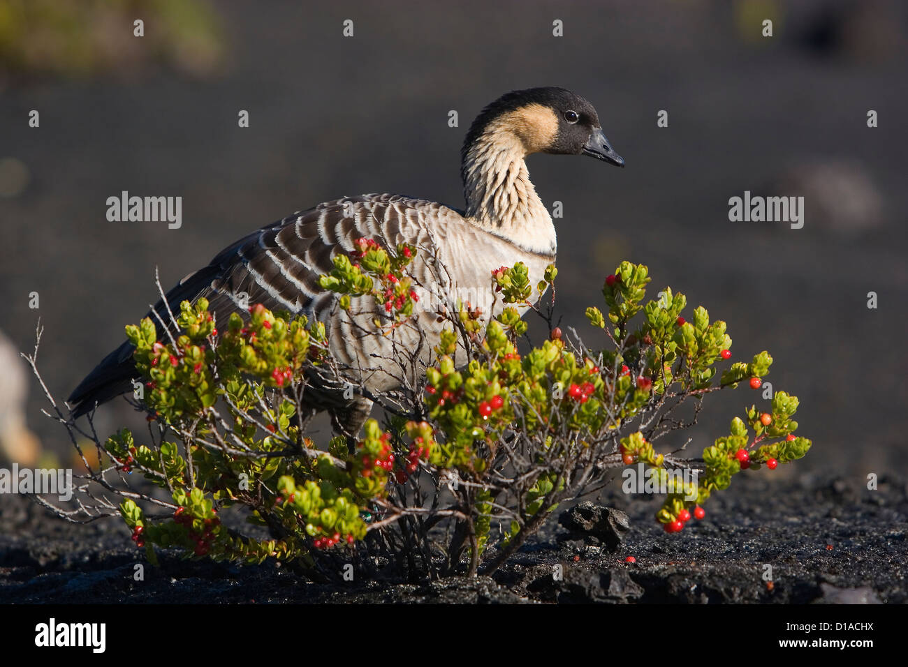 Hawaii, Big Island, Hawaii Volcanoes National Park, Nene Goose ...