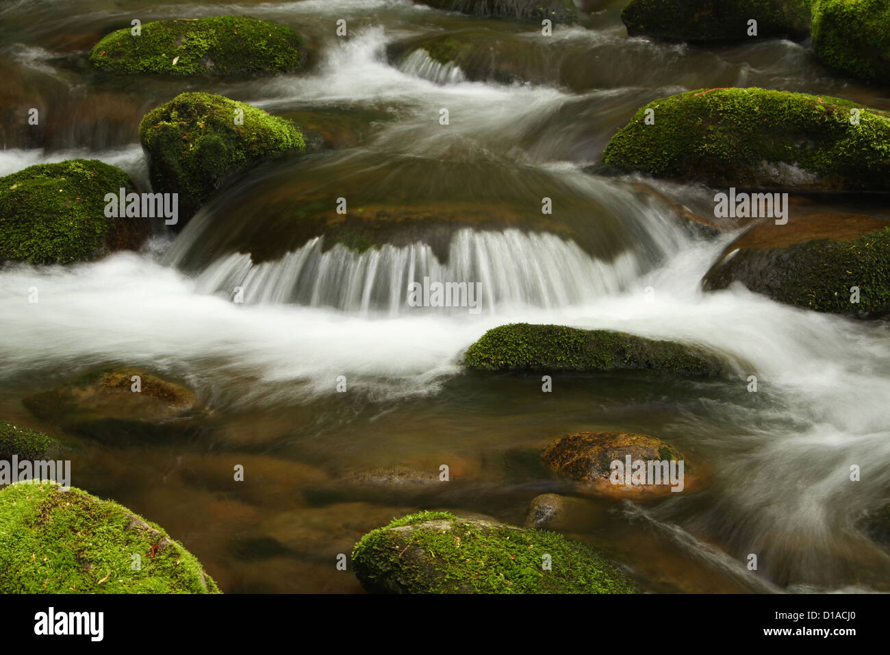 Mountain fork moss hi-res stock photography and images - Alamy