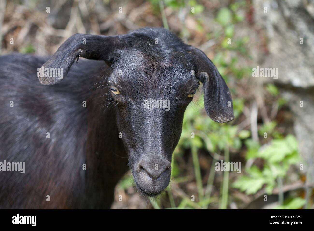 Adult goat hi-res stock photography and images - Alamy