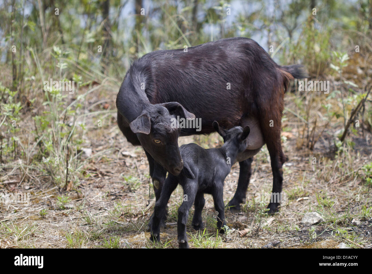 Adult goat and young kid Stock Photo - Alamy