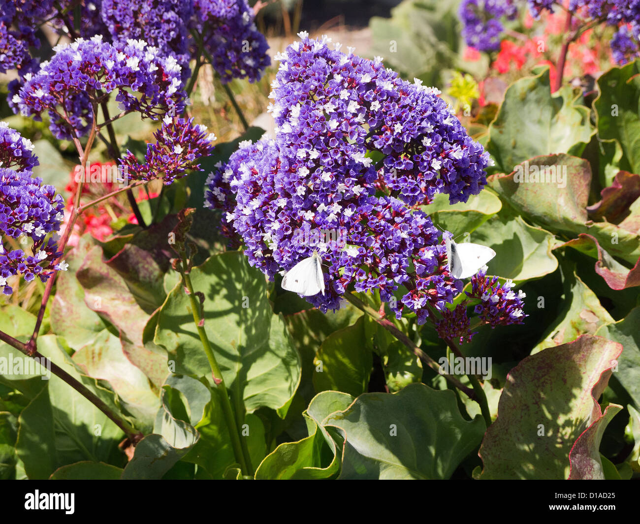Alcatraz flower hi-res stock photography and images - Alamy