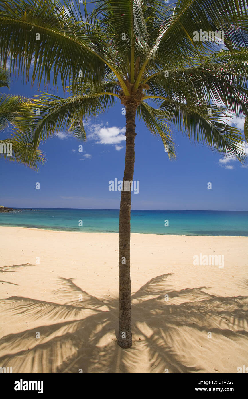 Lanai plants hi-res stock photography and images - Alamy