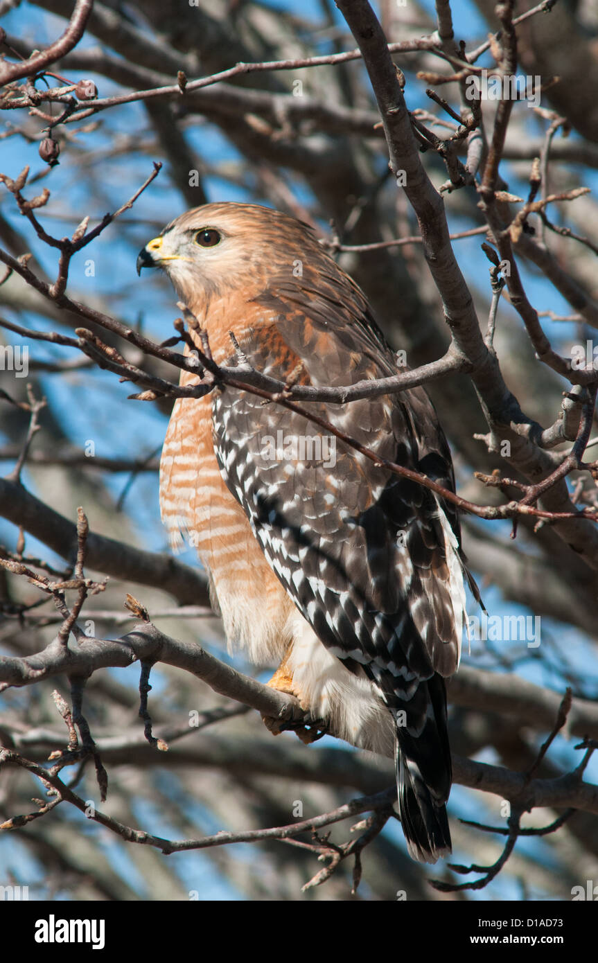 Red shouldered hawk Stock Photo - Alamy