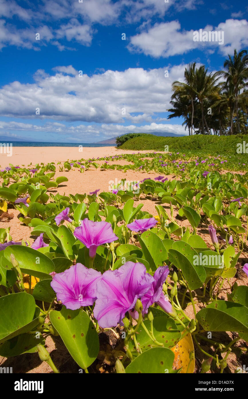 Hawaii, Maui, Kihei, Keawakapu Beach, Green Leafy Vines With Pink ...