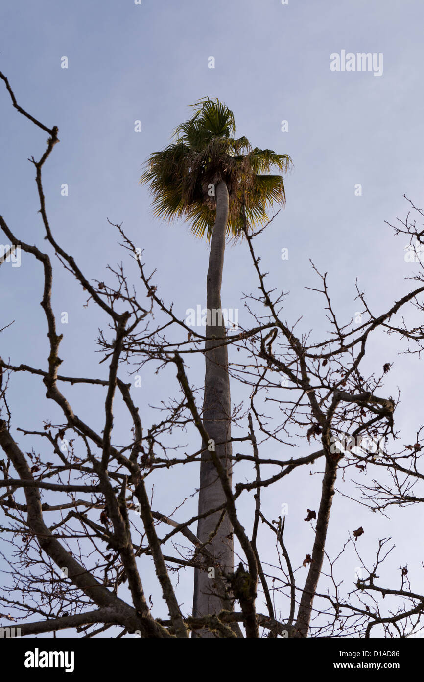 Spooky palm tree Stock Photo - Alamy