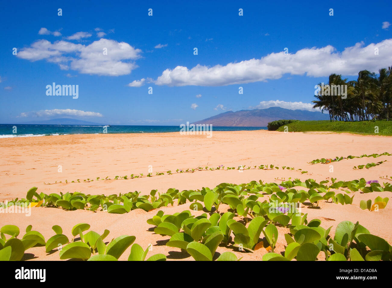 Hawaii, Maui, Kihei, Keawakapu Beach, Green Leafy Vines On Sandy Shore ...