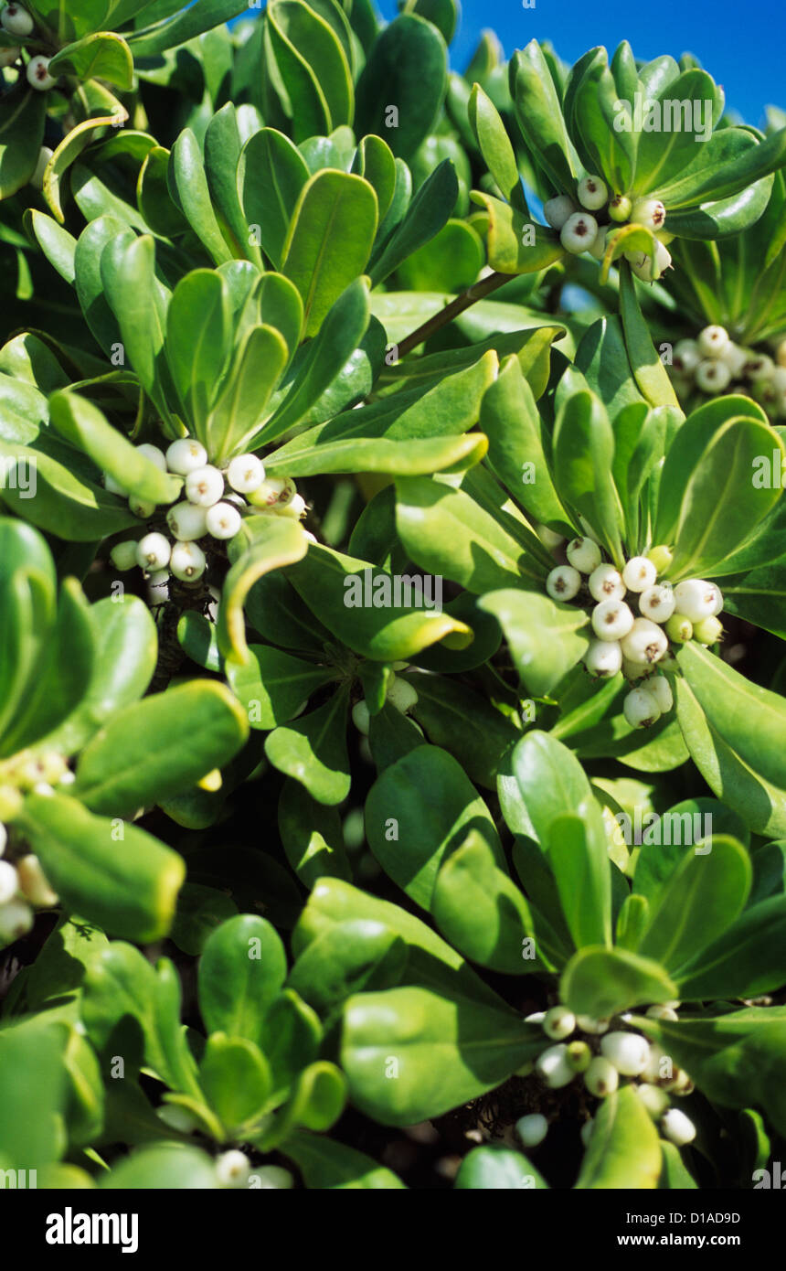 Hawaii, Close-Up Of Naupaka Plant And Berries Stock Photo - Alamy